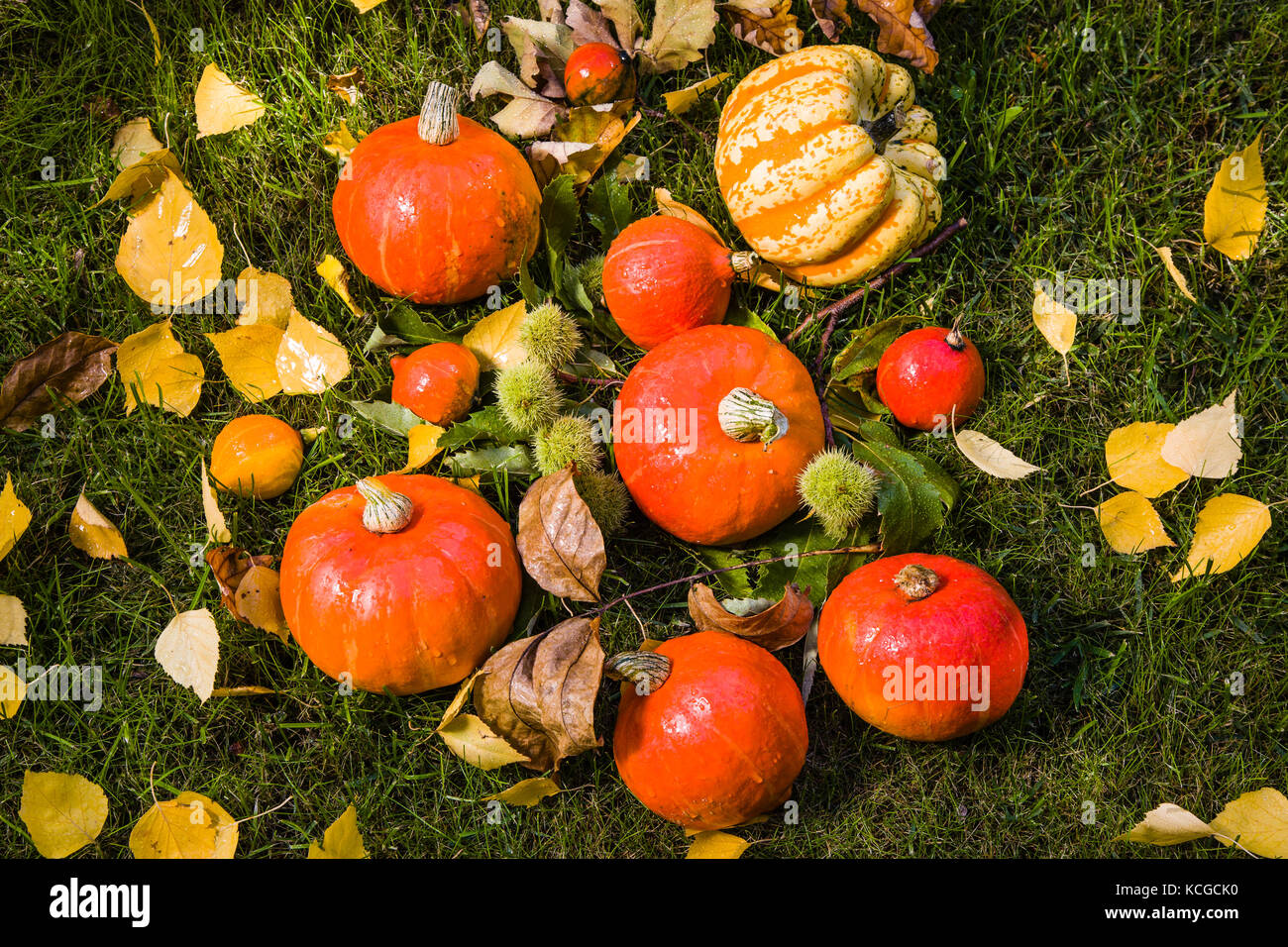 Pumpkin full of beautiful fall colors. Home production photographed in ...