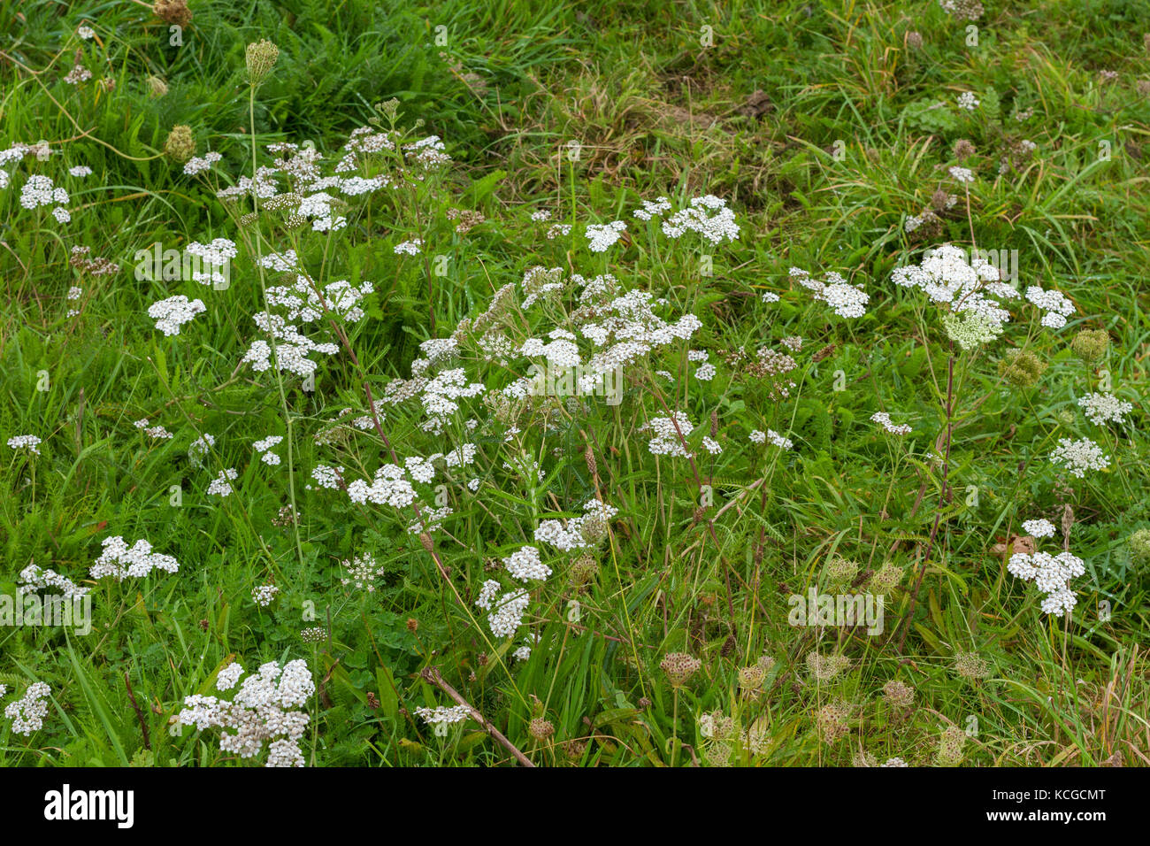 Yarrow growing wild, Turbary Common nature reserve, Dorset, UK Stock ...