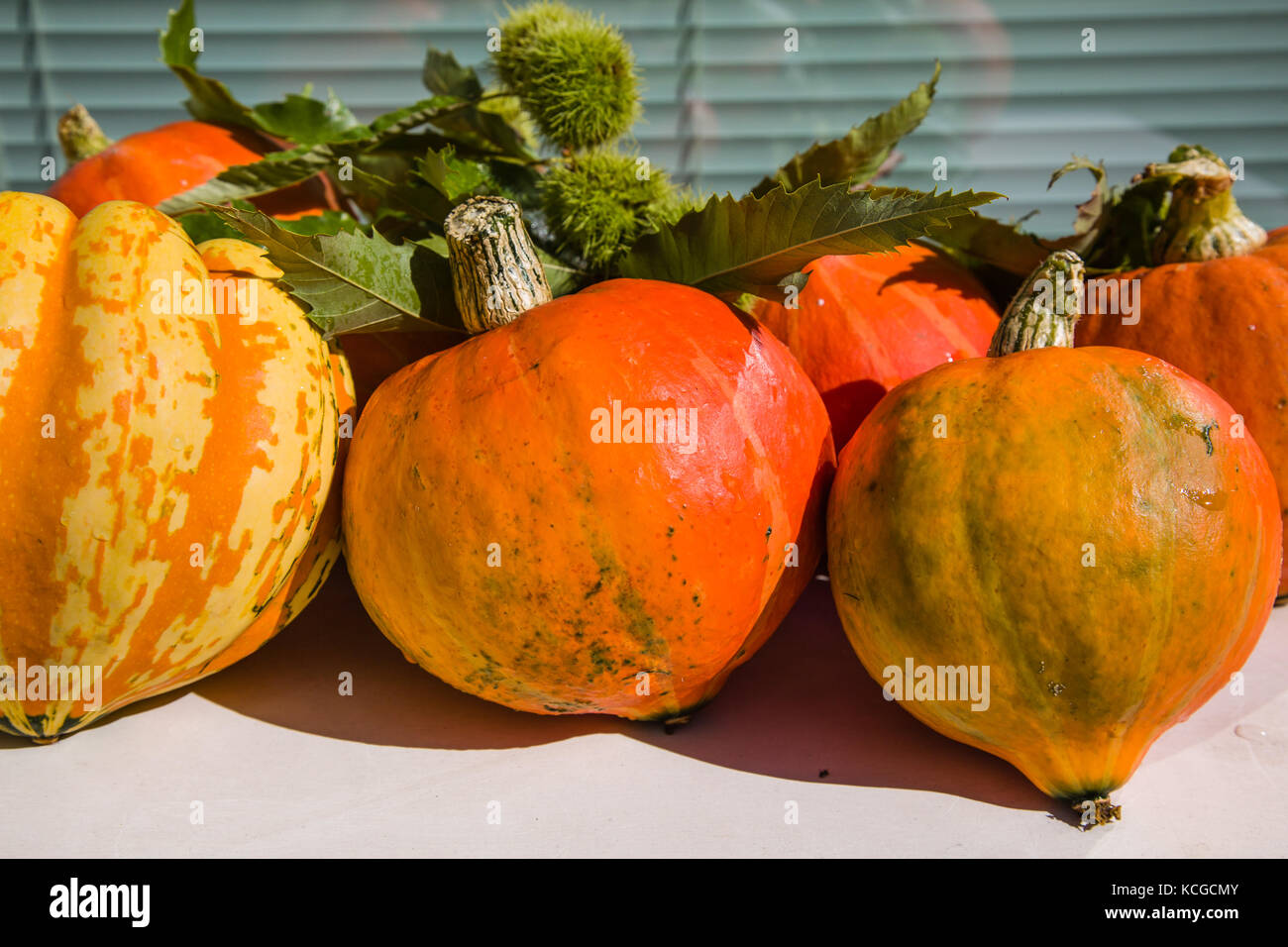 Pumpkin full of beautiful fall colors. Home production photographed in ...