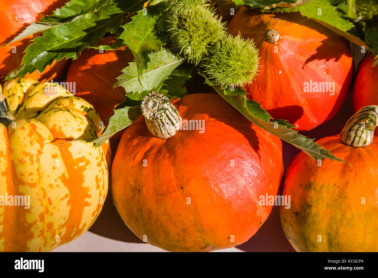 Pumpkin full of beautiful fall colors. Home production photographed in ...