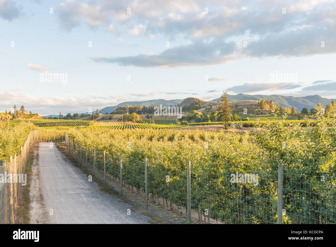 Landscape View of Apple Orchards and Vineyards in Summer Stock Photo ...