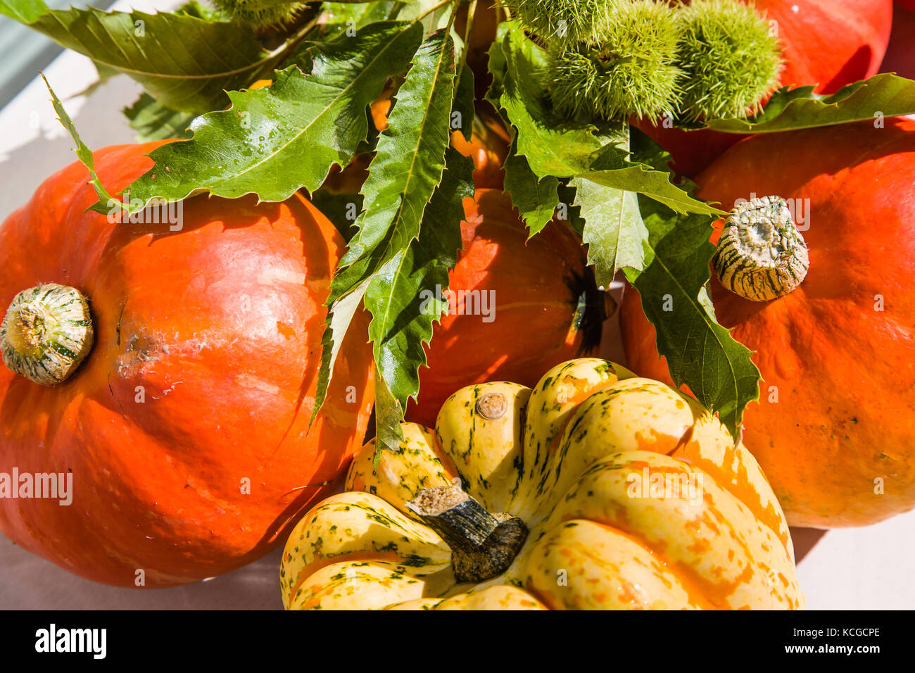 Pumpkin full of beautiful fall colors. Home production photographed in ...