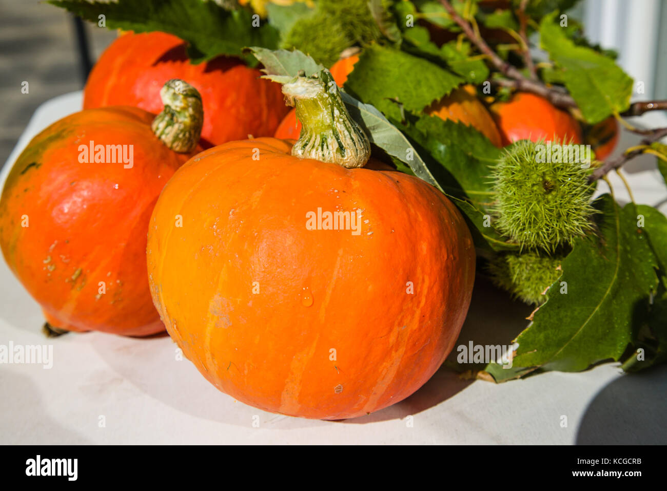Pumpkin full of beautiful fall colors. Home production photographed in ...