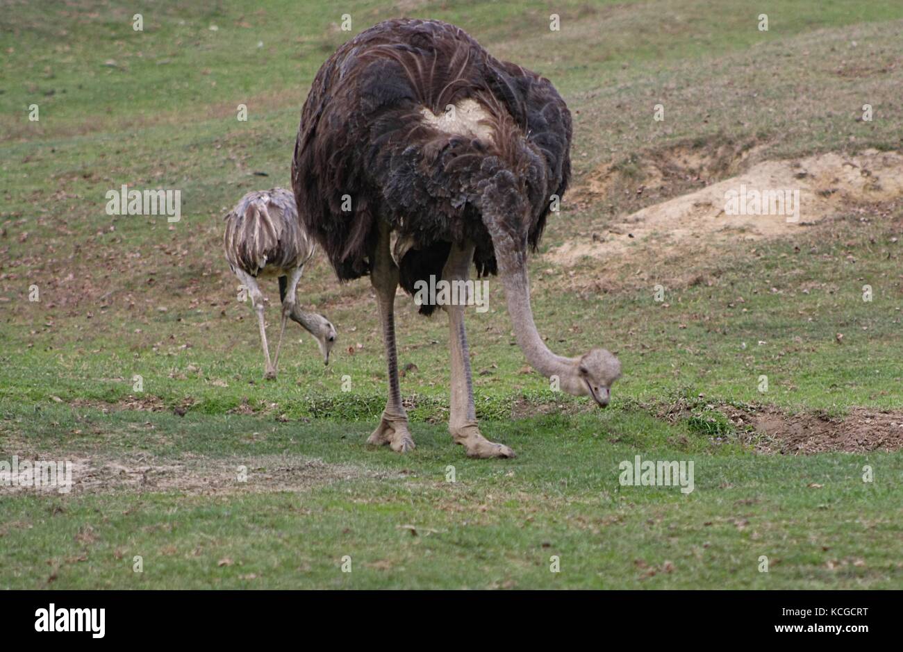 Ostrich (Struthio Camelus) (2 Stock Photo - Alamy