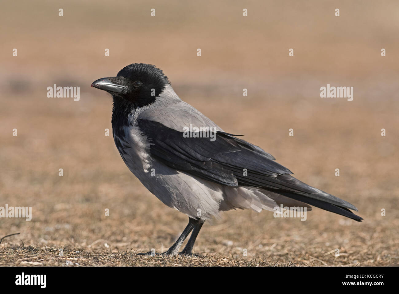 Hooded Crow Corvus cornix Hortobagy National Park Hungary January Stock ...