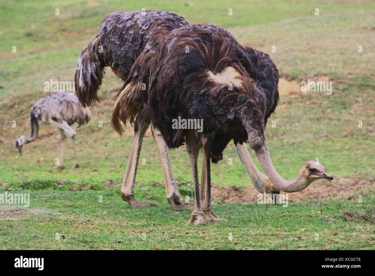 Ostrich (Struthio Camelus) (3 Stock Photo - Alamy