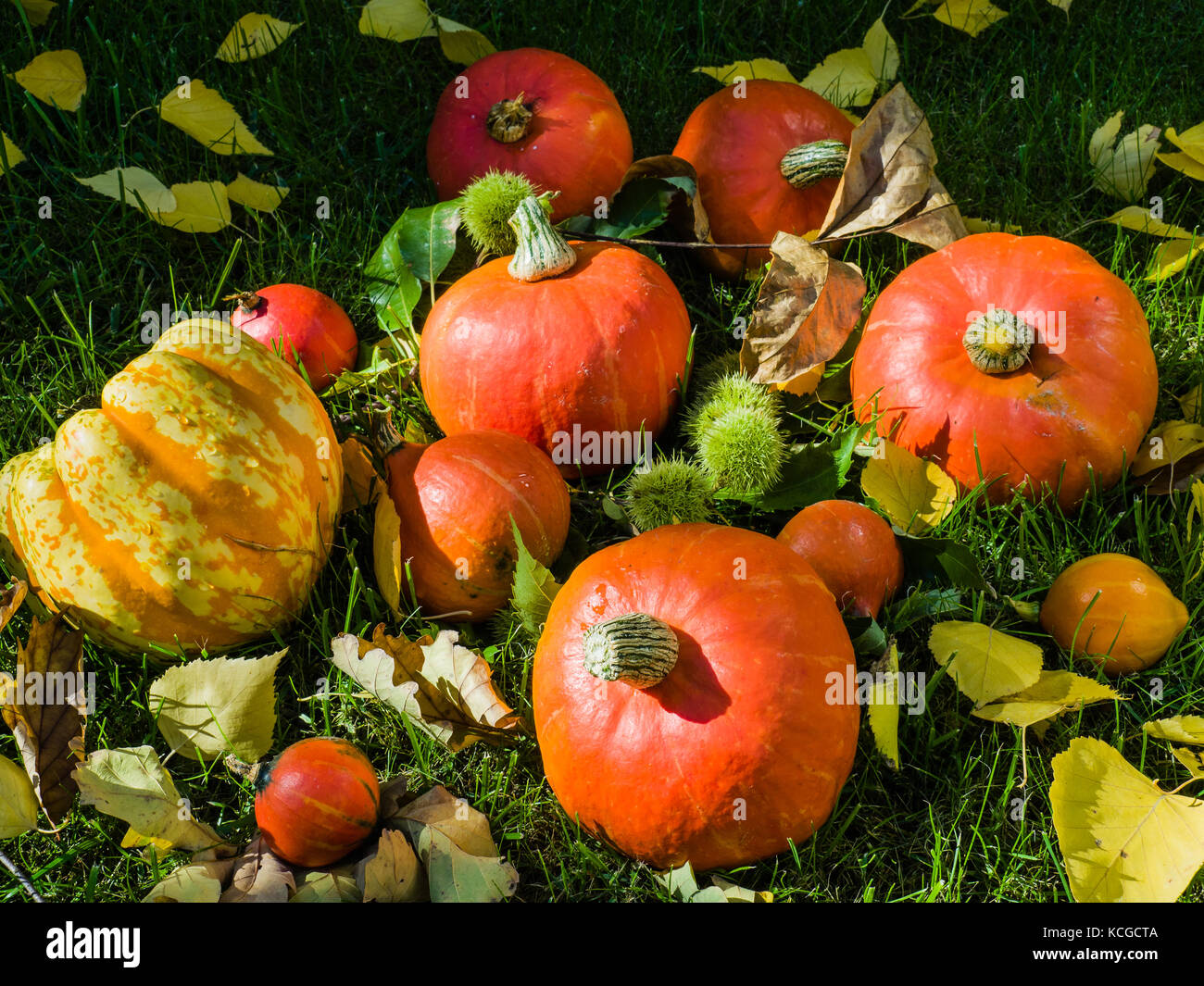 Pumpkin full of beautiful fall colors. Home production photographed in ...