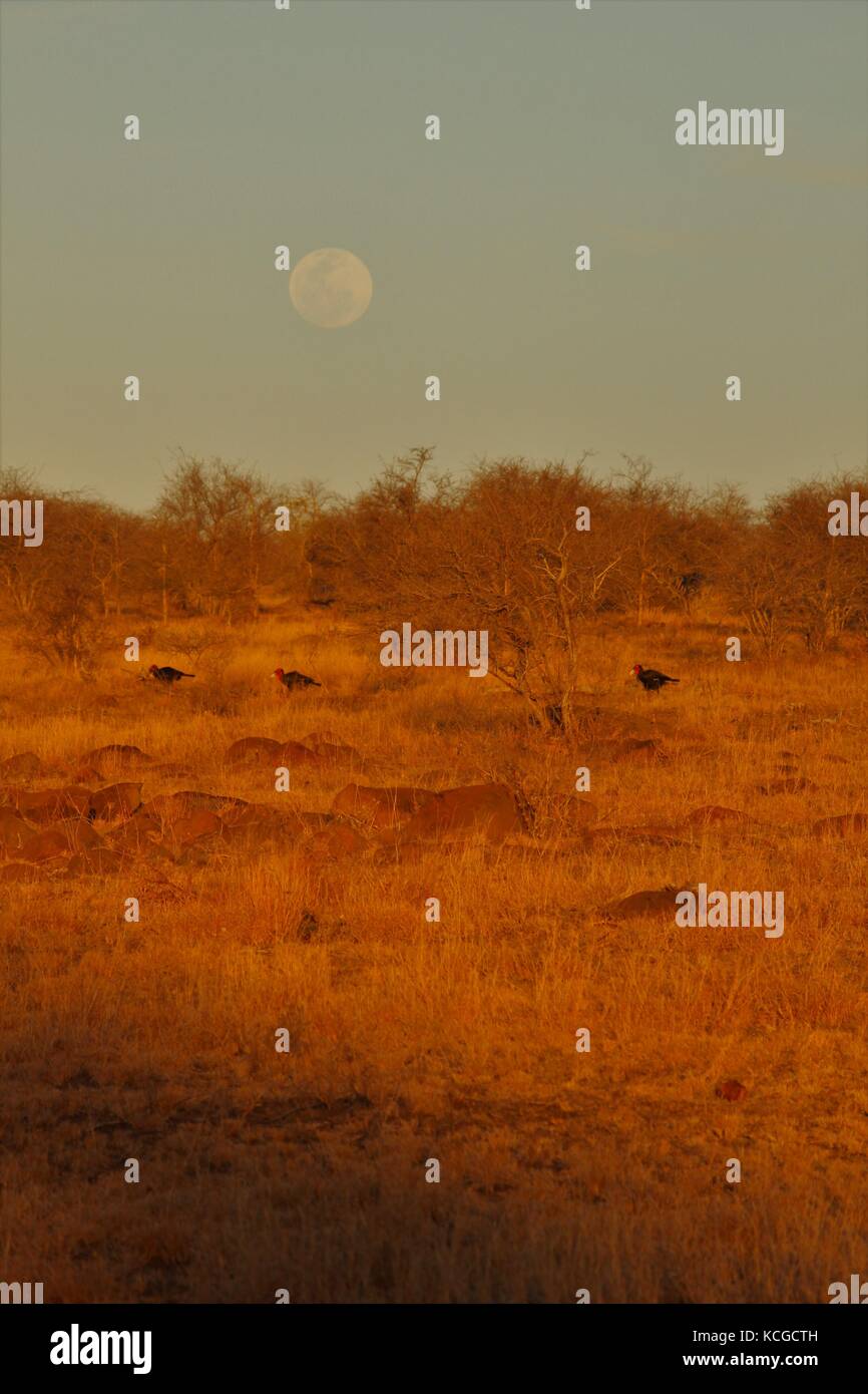 Moon rising in south African bush Stock Photo - Alamy