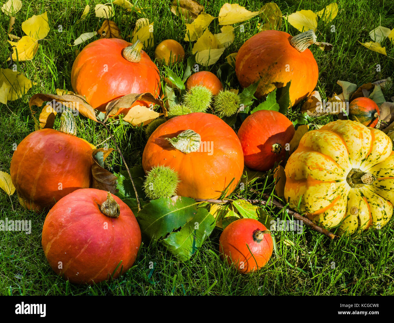 Pumpkin full of beautiful fall colors. Home production photographed in ...