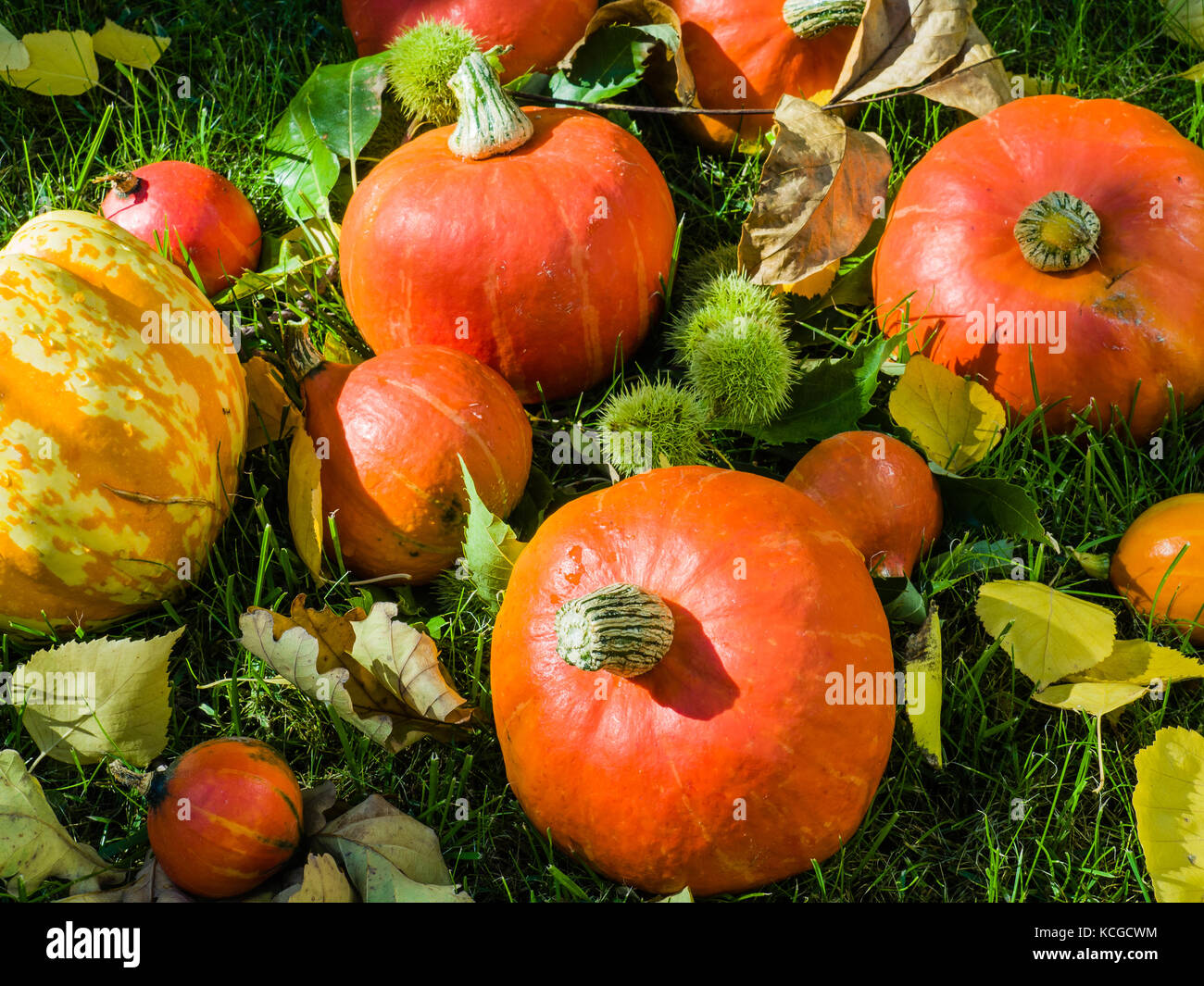 Pumpkin full of beautiful fall colors. Home production photographed in ...