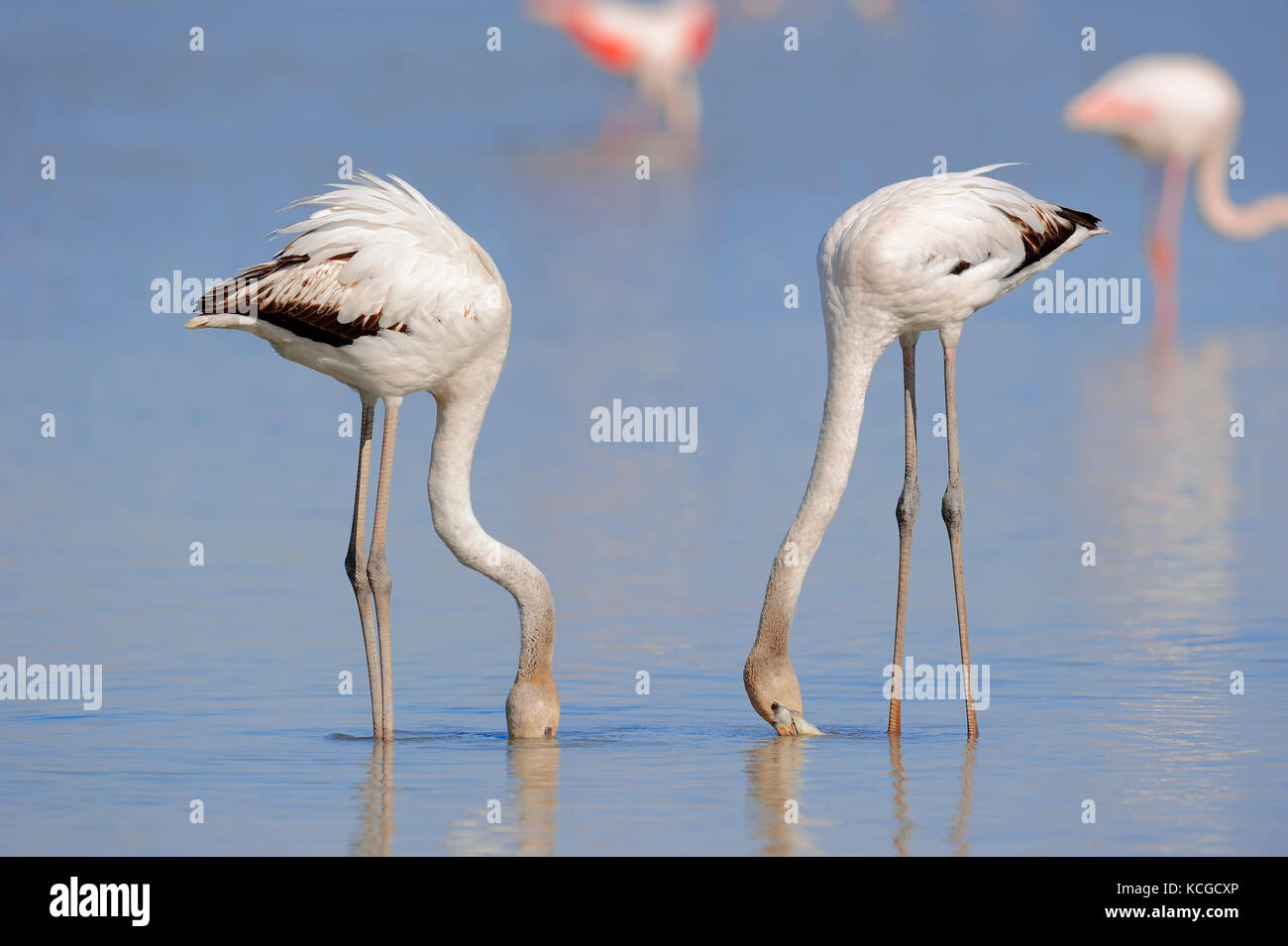 Juvenile flamingos hi-res stock photography and images - Alamy
