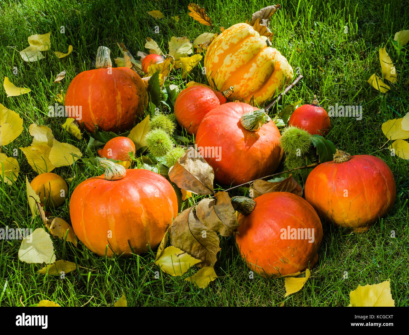 Pumpkin full of beautiful fall colors. Home production photographed in ...