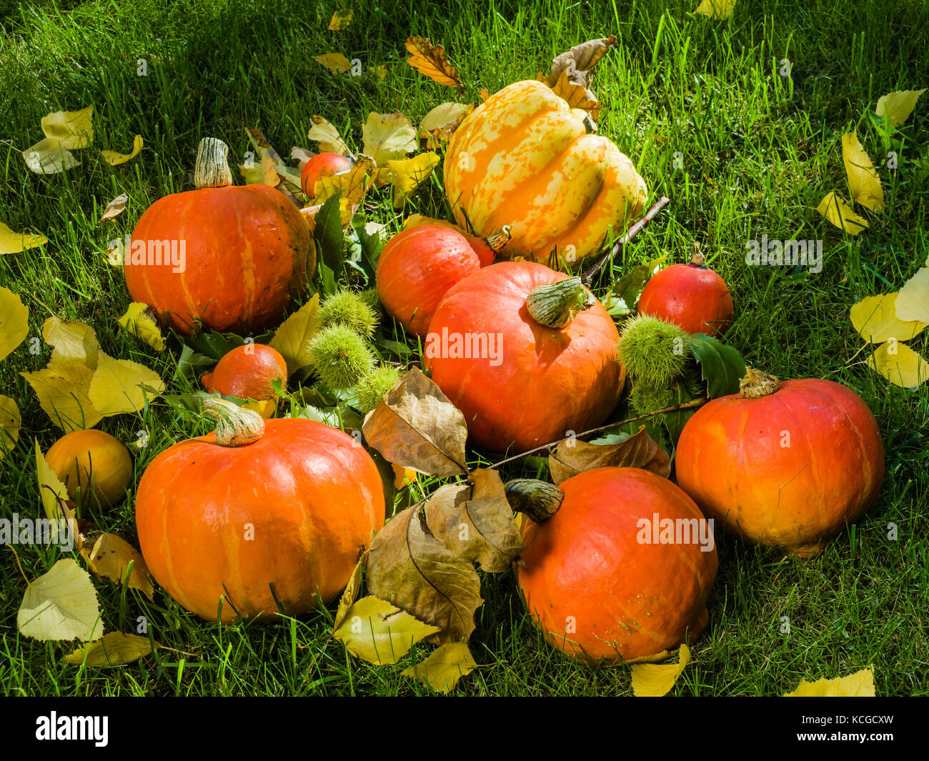 Pumpkin full of beautiful fall colors. Home production photographed in ...