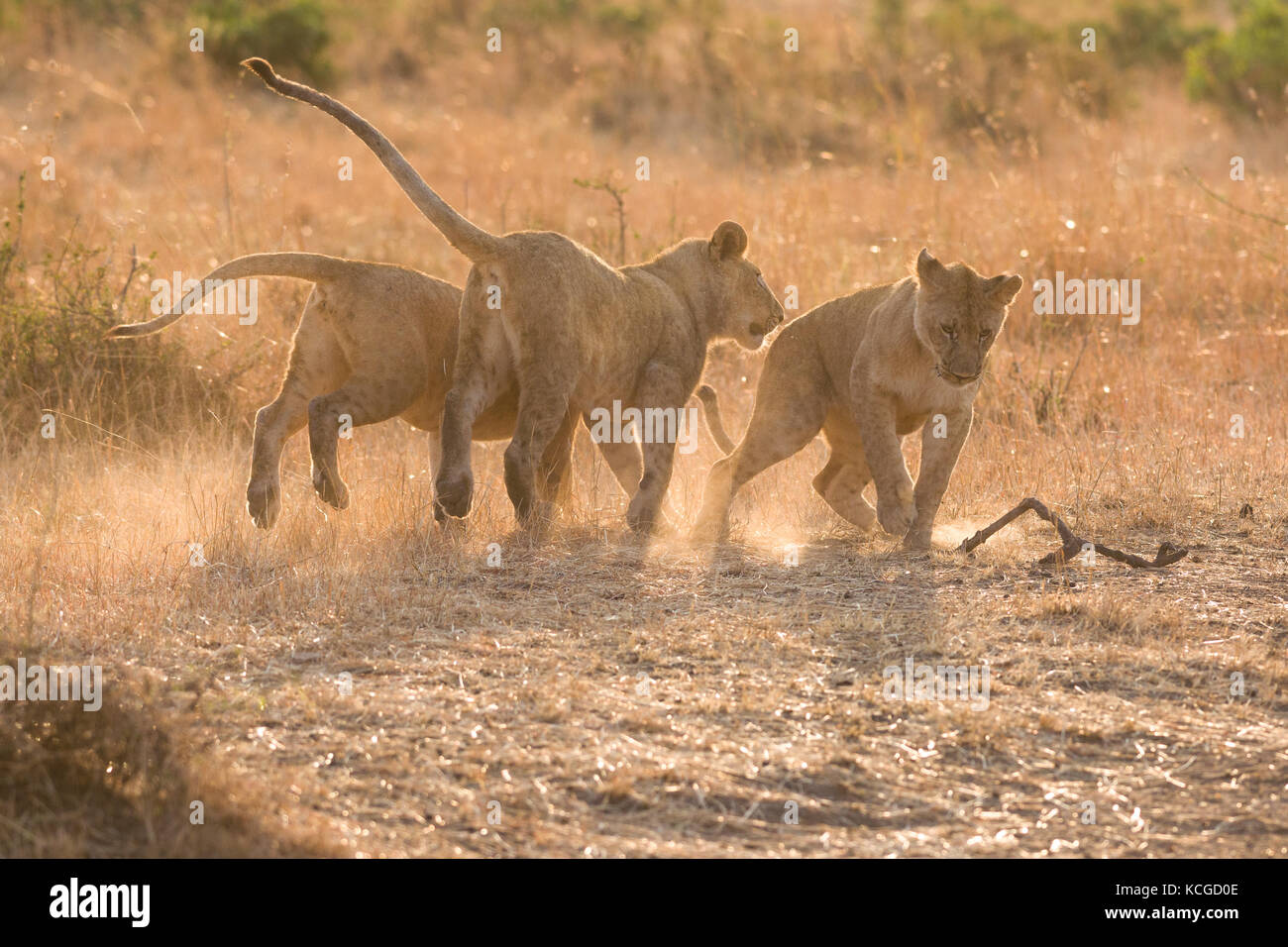 Lion (panthera leo) cubs playing, Masai Mara National Game Park Reserve, Kenya, East Africa ...