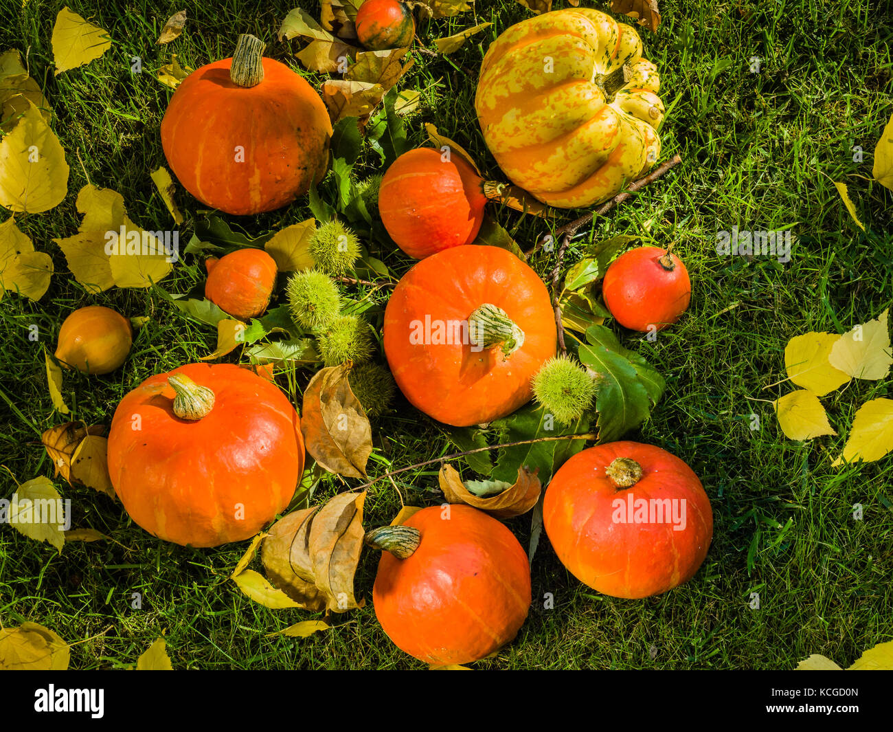 Pumpkin full of beautiful fall colors. Home production photographed in ...