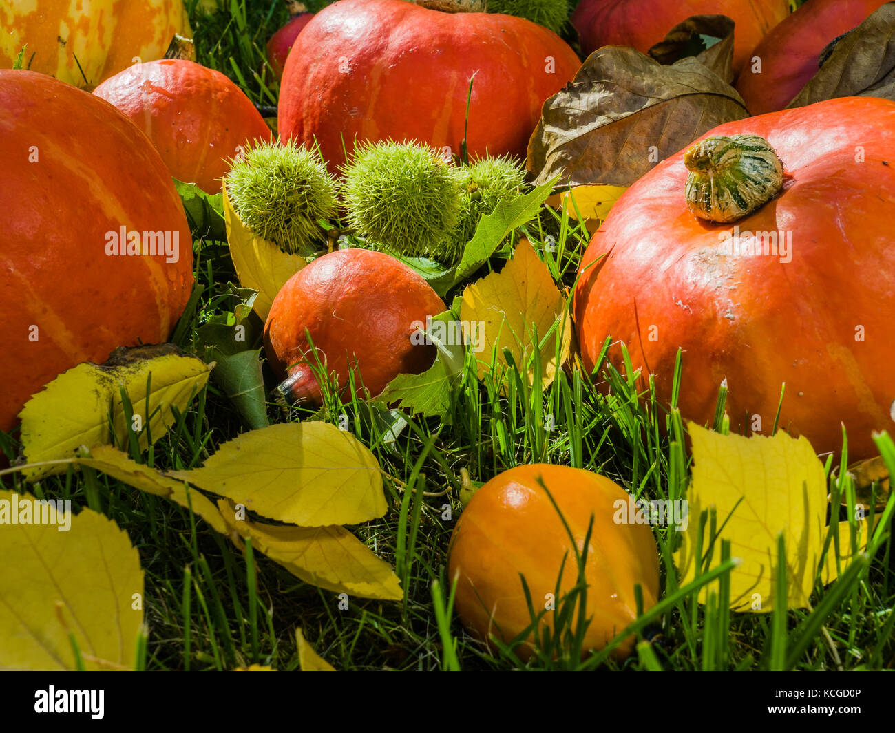 Pumpkin full of beautiful fall colors. Home production photographed in ...