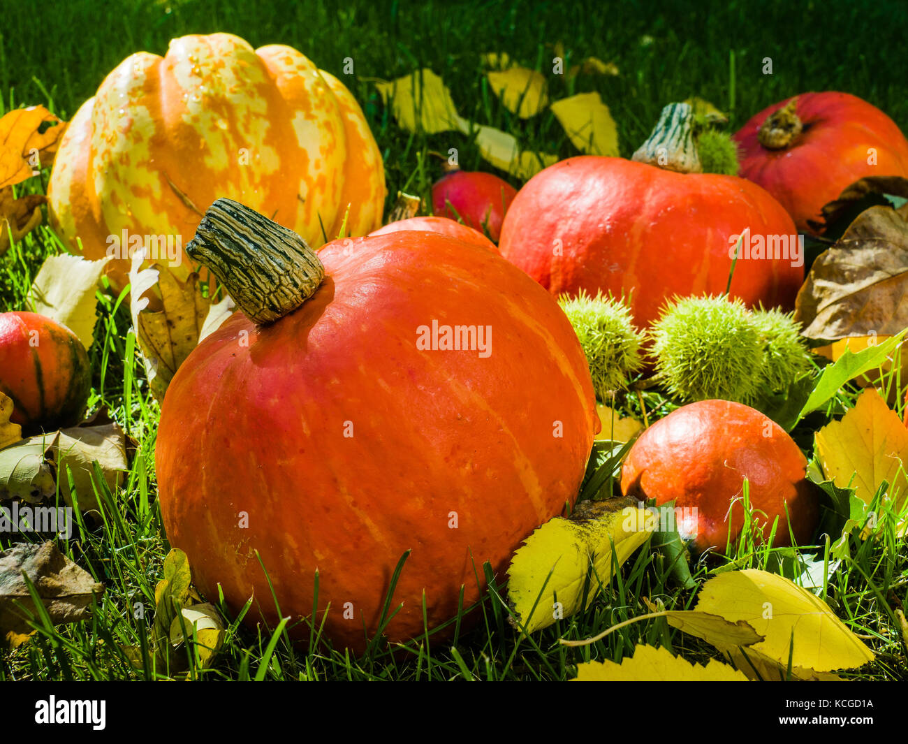 Pumpkin full of beautiful fall colors. Home production photographed in ...