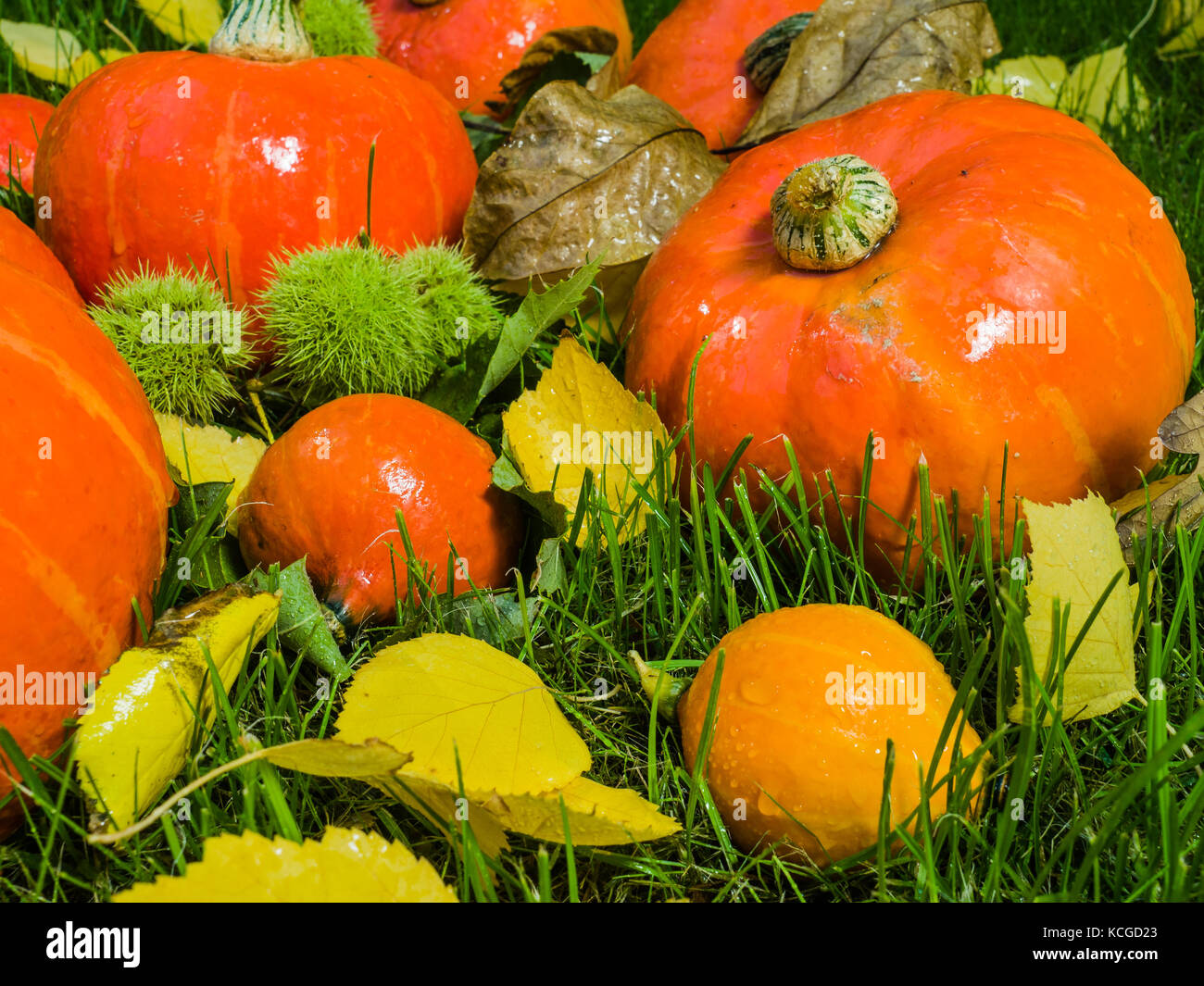 Pumpkin full of beautiful fall colors. Home production photographed in ...