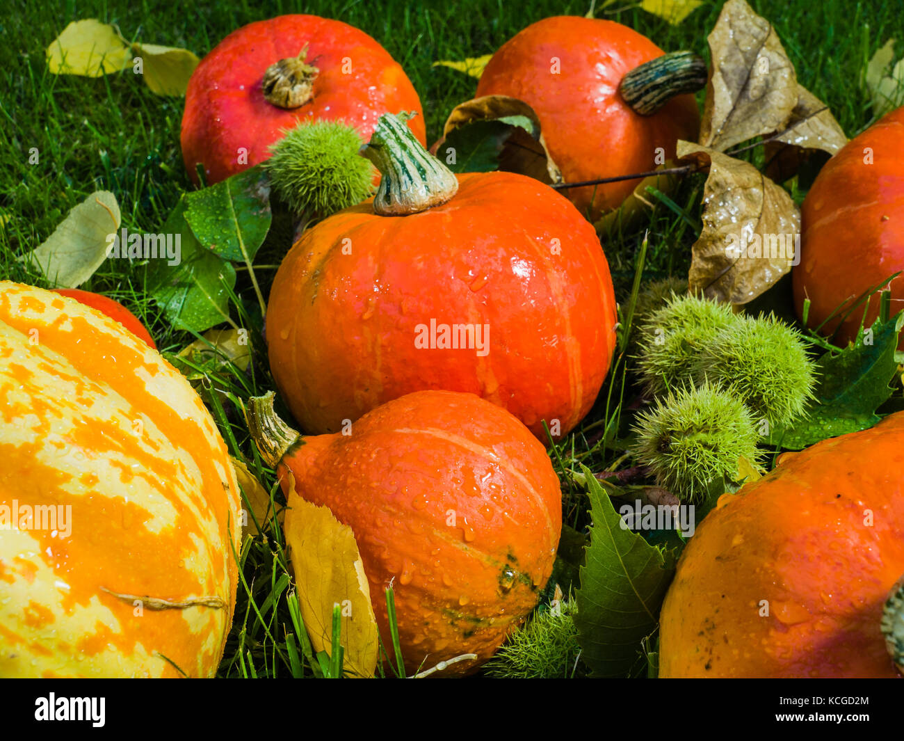 Pumpkin full of beautiful fall colors. Home production photographed in ...