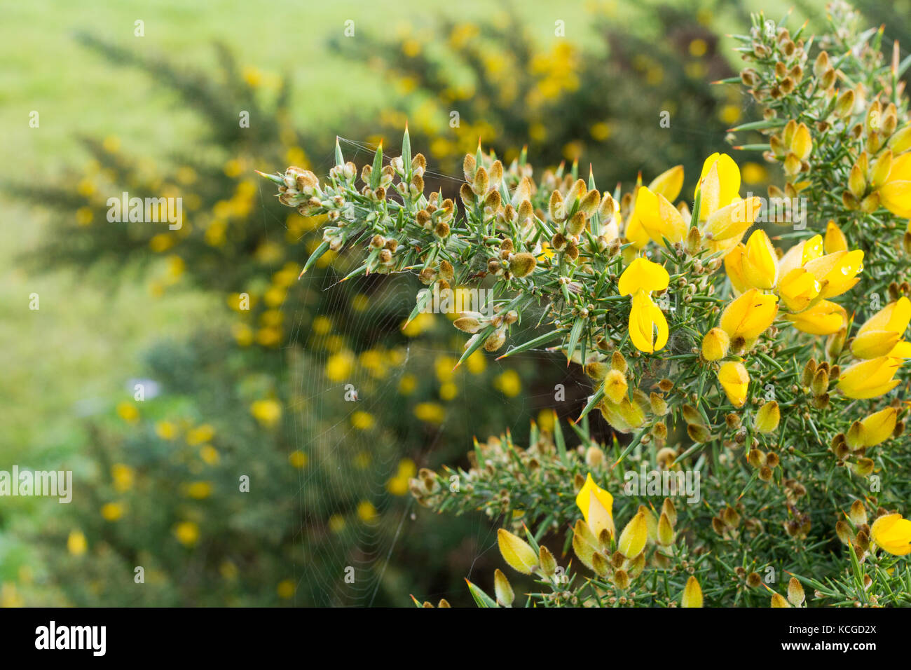Flowering gorse bush, Ulex europaeus Stock Photo - Alamy