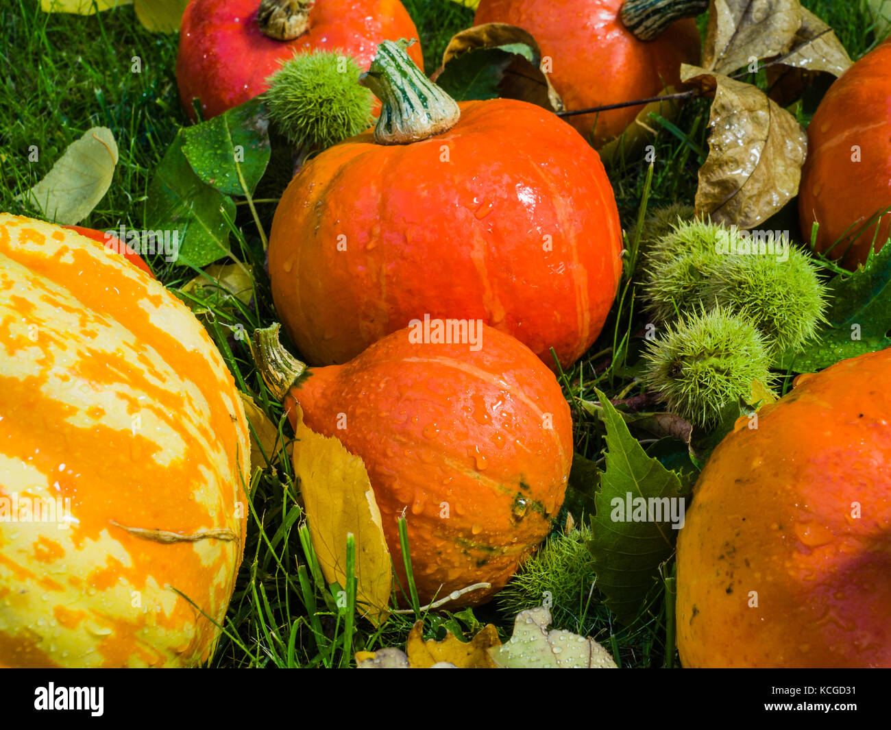 Pumpkin full of beautiful fall colors. Home production photographed in ...