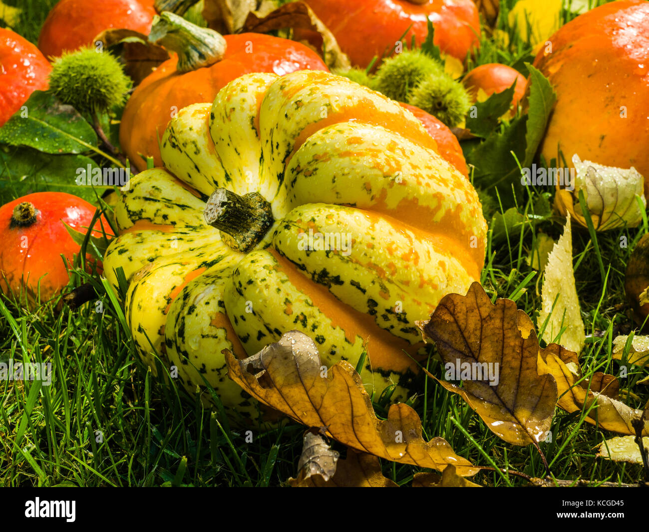 Pumpkin full of beautiful fall colors. Home production photographed in ...