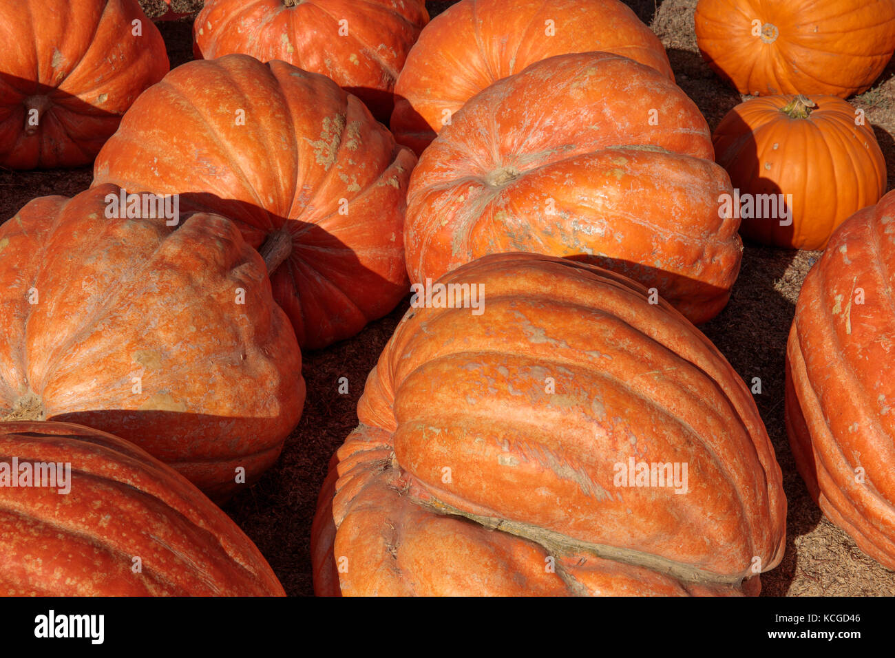 Jumbo Pumpkins in Halloween on display for sale Stock Photo - Alamy