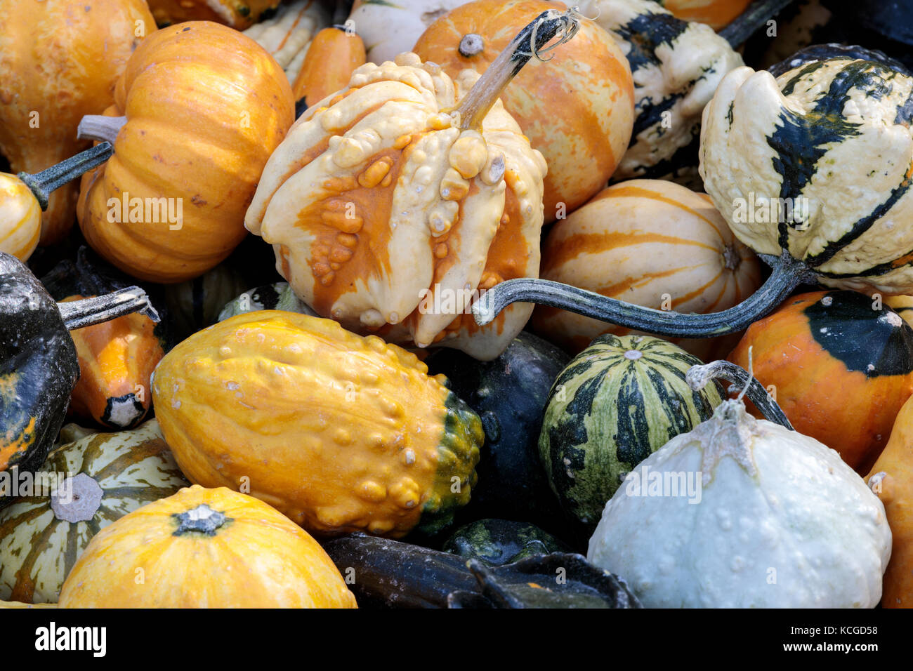 Assortment of Gourd on display Stock Photo - Alamy