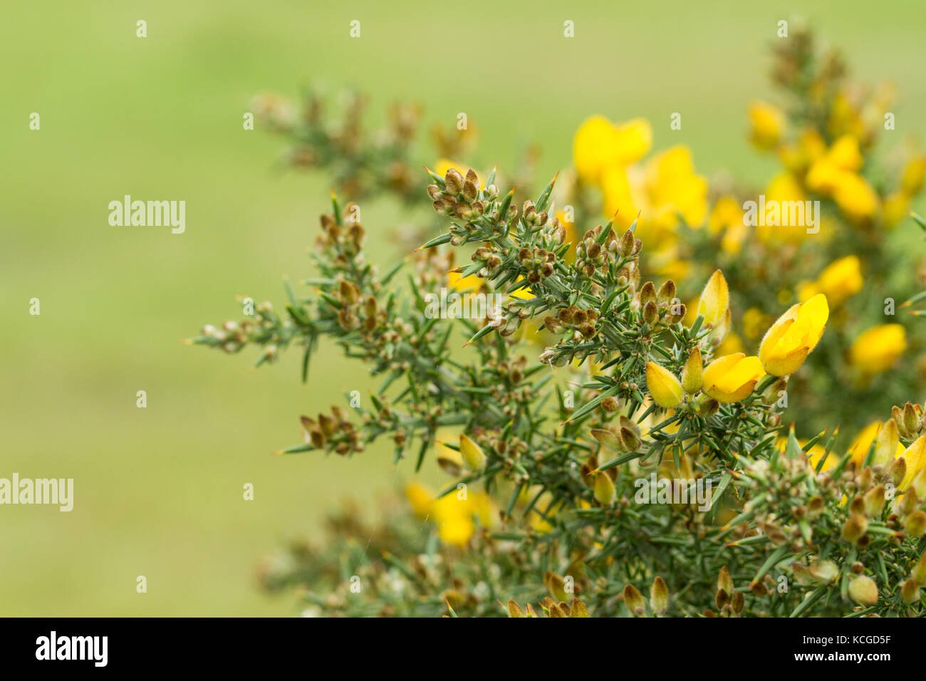 Flowering gorse bush, Ulex europaeus Stock Photo - Alamy