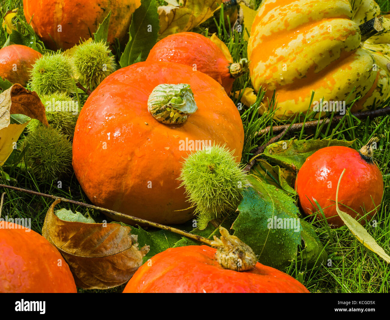 Pumpkin full of beautiful fall colors. Home production photographed in ...