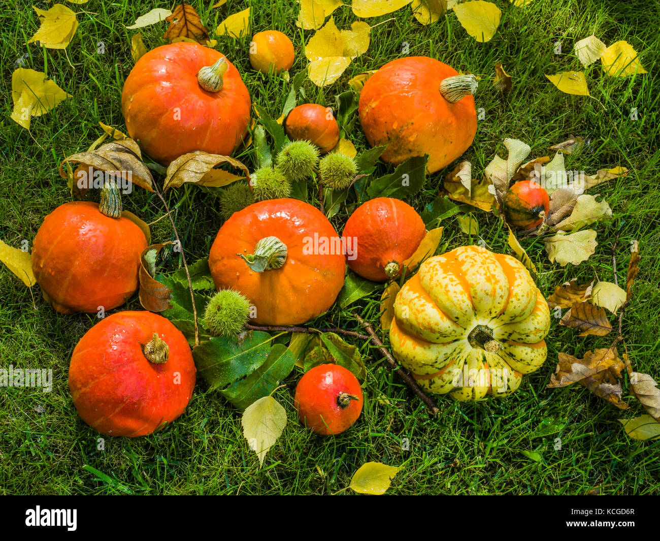 Pumpkin full of beautiful fall colors. Home production photographed in ...