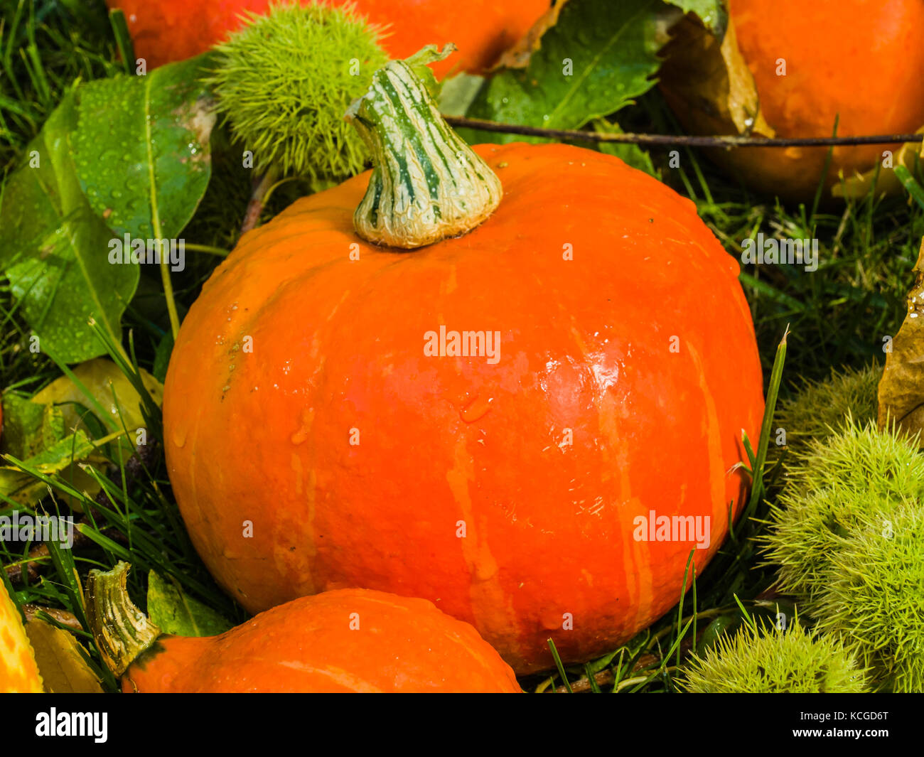 Pumpkin full of beautiful fall colors. Home production photographed in ...