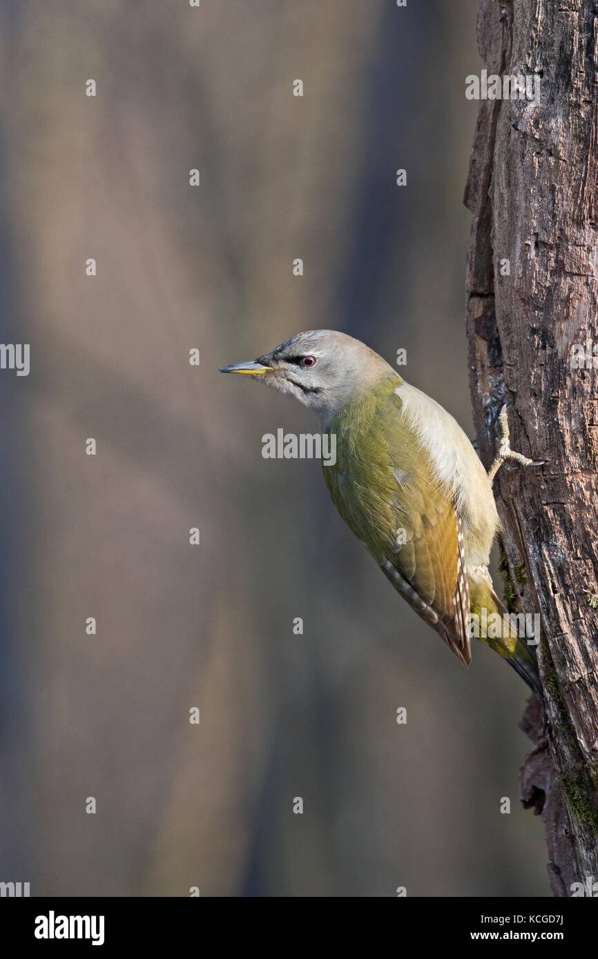 Grey-headed Woodpecker Picus canus female Hortobagy National Park ...