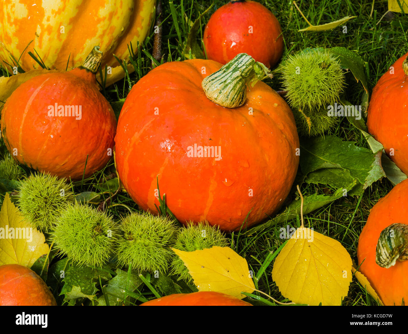Pumpkin full of beautiful fall colors. Home production photographed in ...