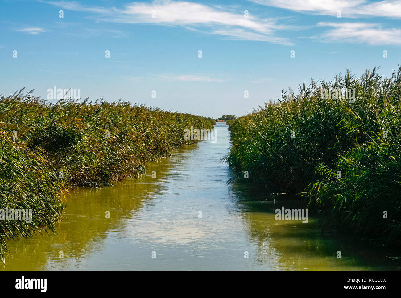 Fluviale vegetation hi-res stock photography and images - Alamy