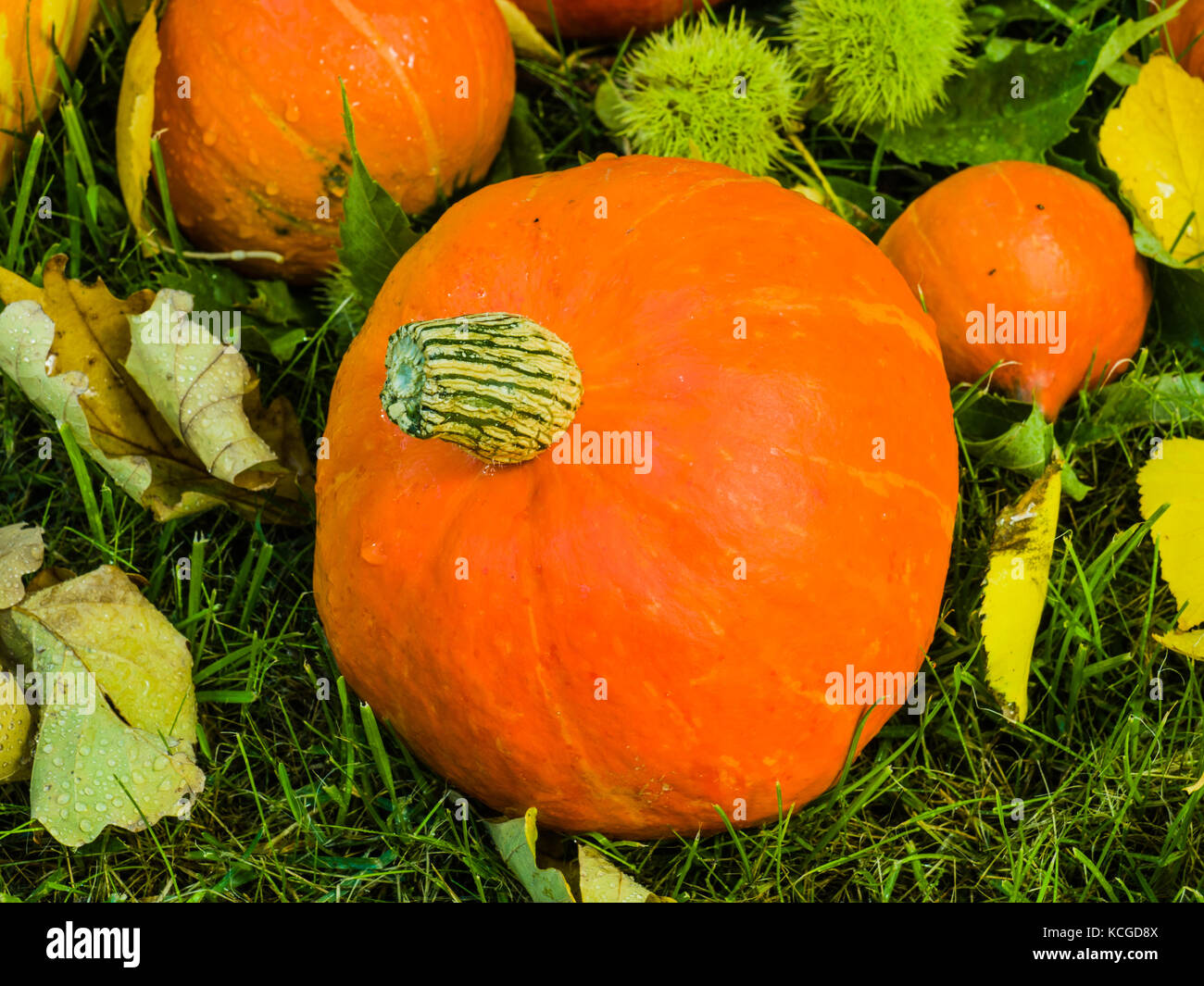 Pumpkin full of beautiful fall colors. Home production photographed in ...