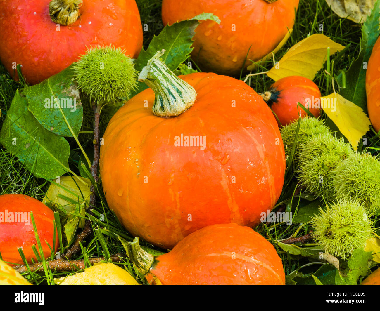 Pumpkin full of beautiful fall colors. Home production photographed in ...