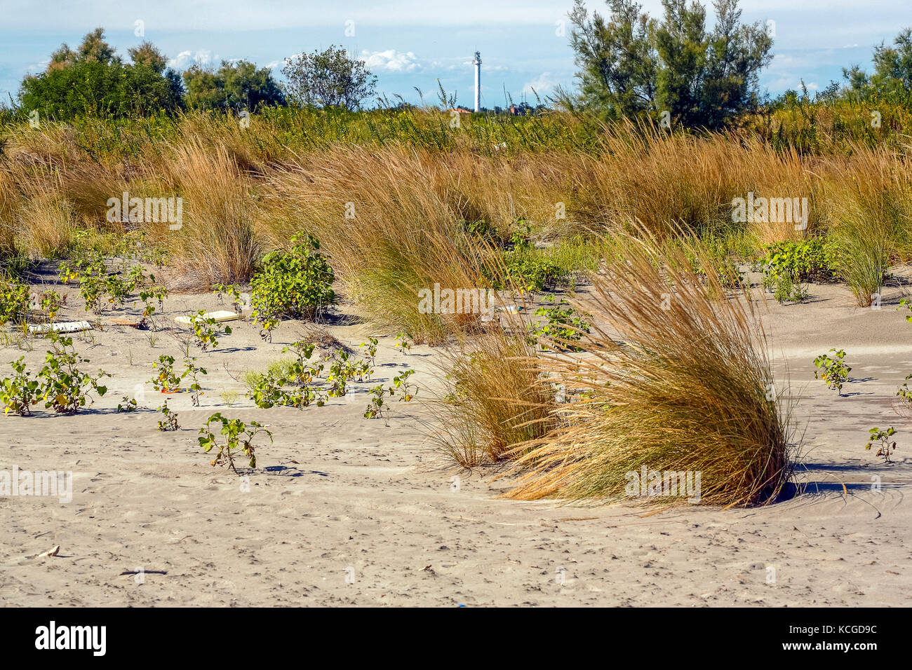 Italy Park of Po Delta Porto Tolle: Coast and Dune Stock Photo - Alamy