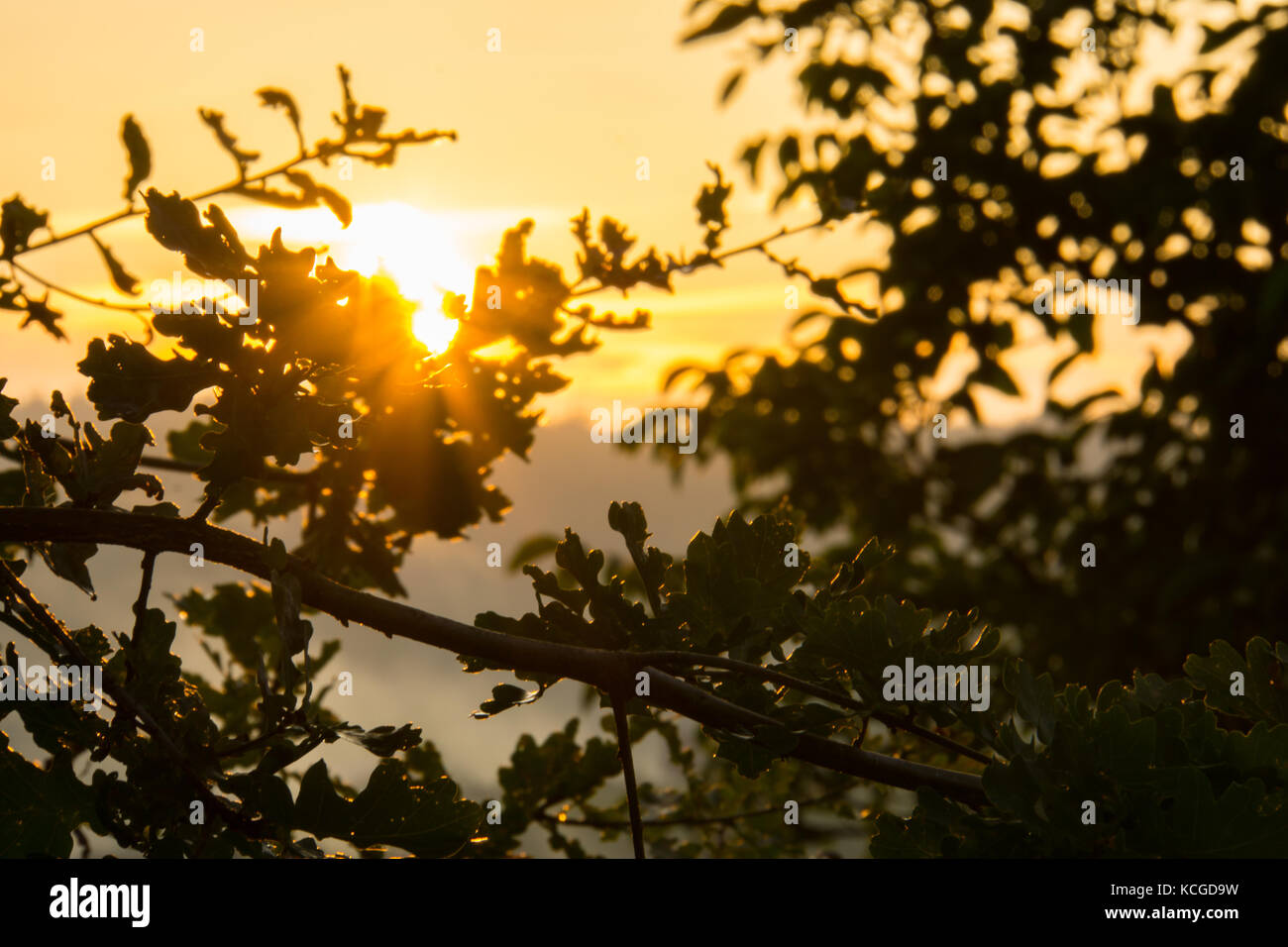Afternoon sun behind tree hi-res stock photography and images - Alamy