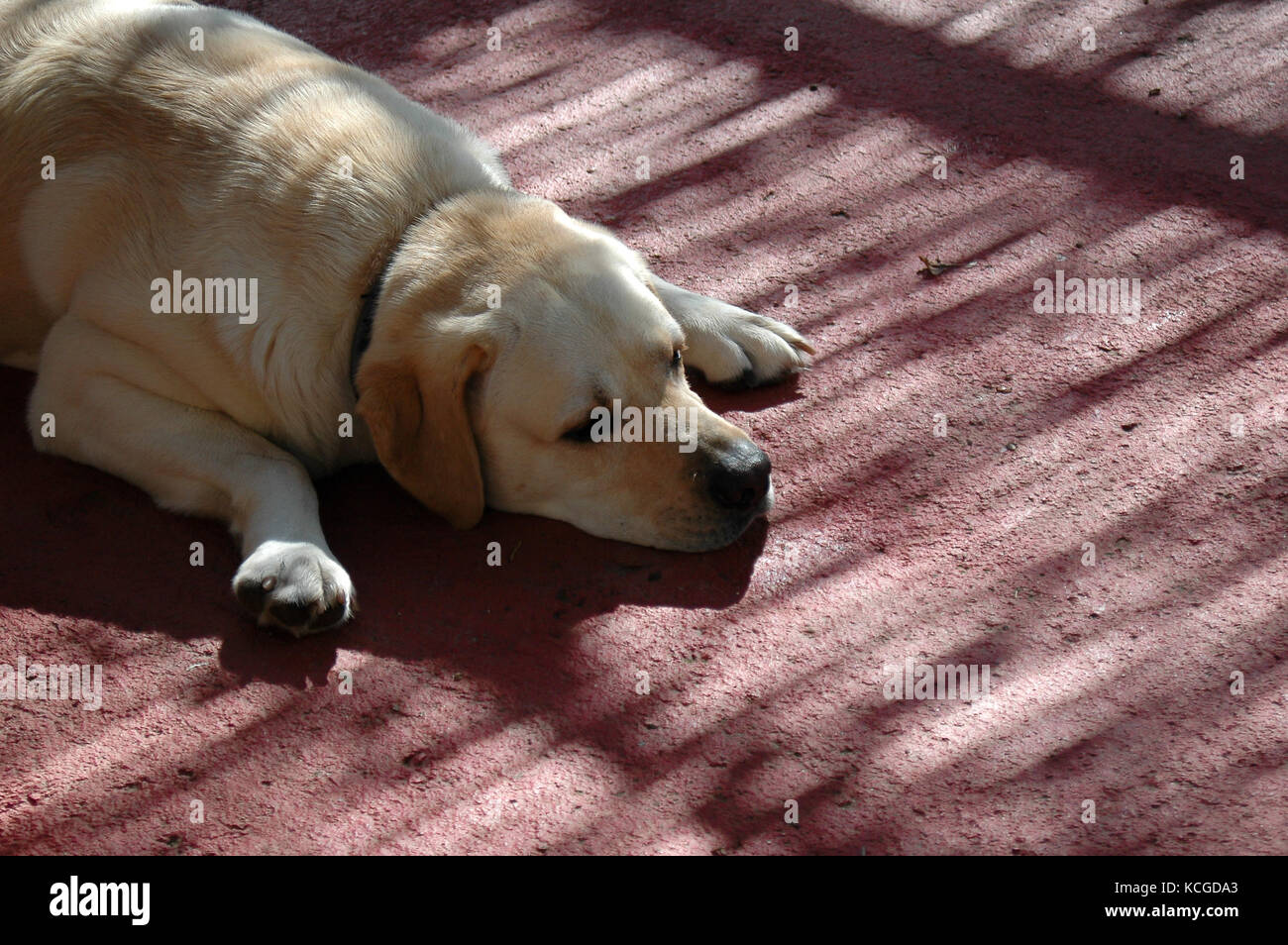a labrador puppy take a nap Stock Photo - Alamy