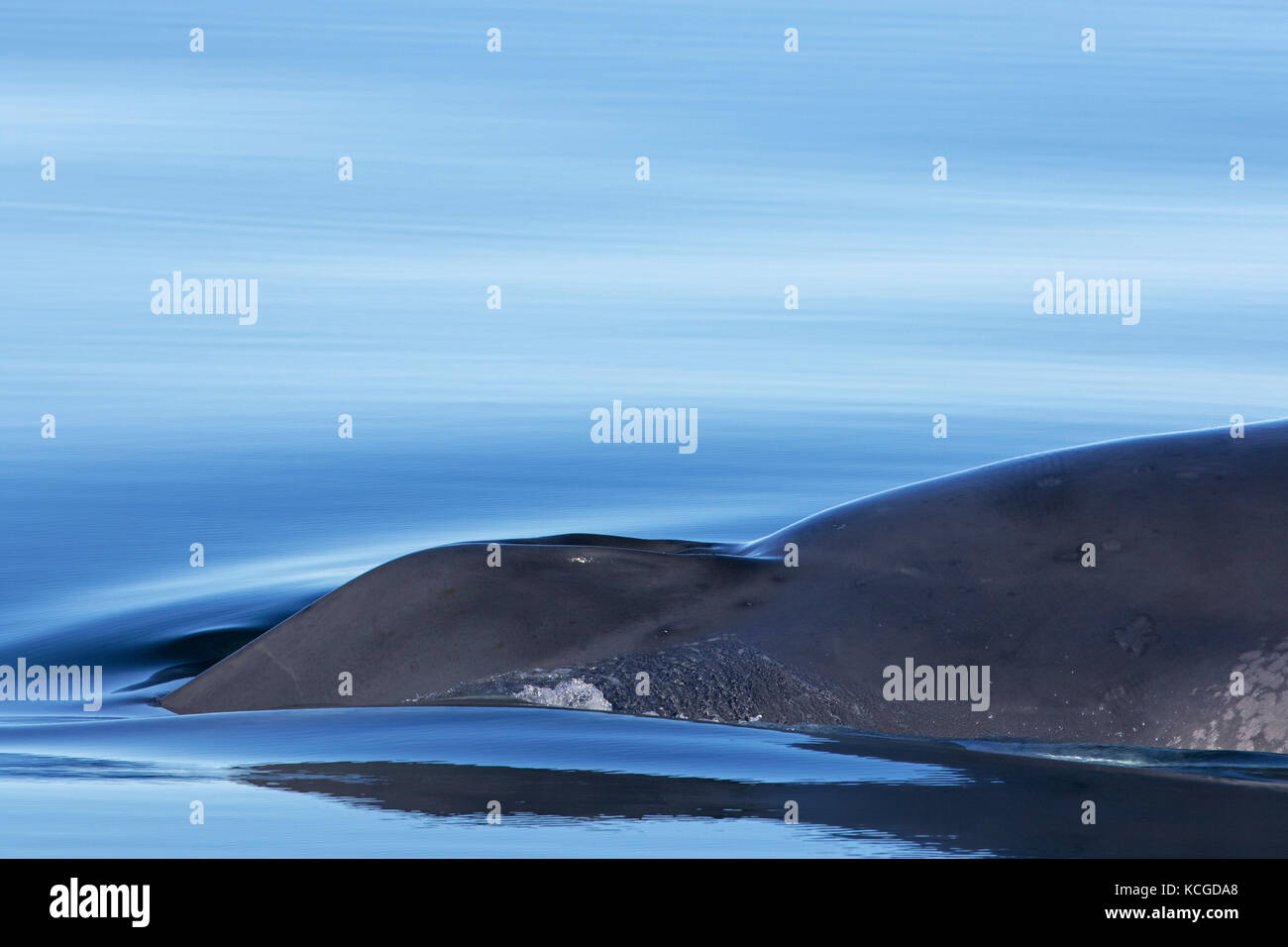 Whales breathe blowhole breathing hi-res stock photography and images ...