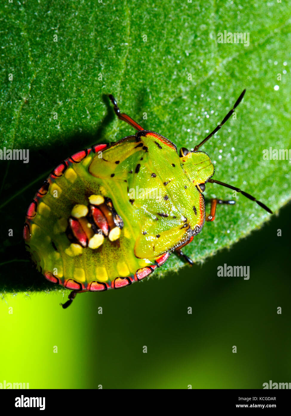 Green vegetable bug hi-res stock photography and images - Alamy