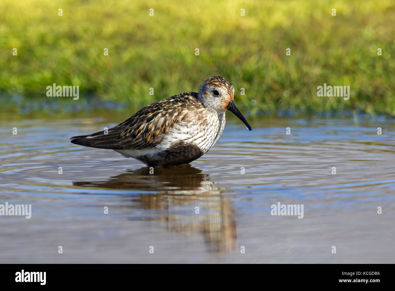Dunlin (Calidris alpina) in breeding plumage foraging in shallow water ...