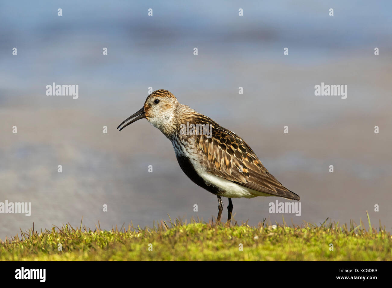 Dunlin (Calidris alpina) calling in breeding plumage in summer Stock ...
