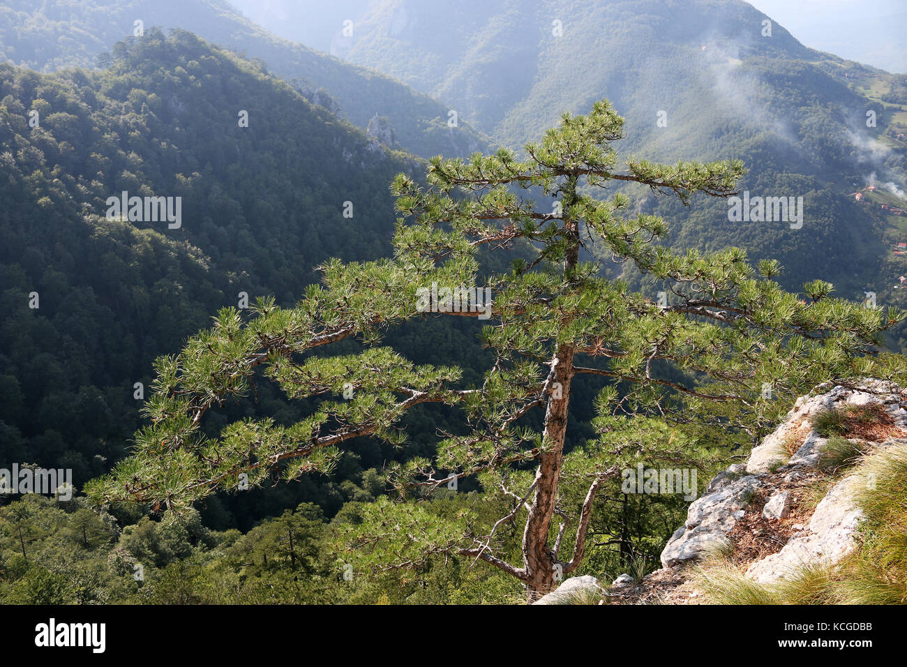 pine tree on mountain landscape Stock Photo - Alamy