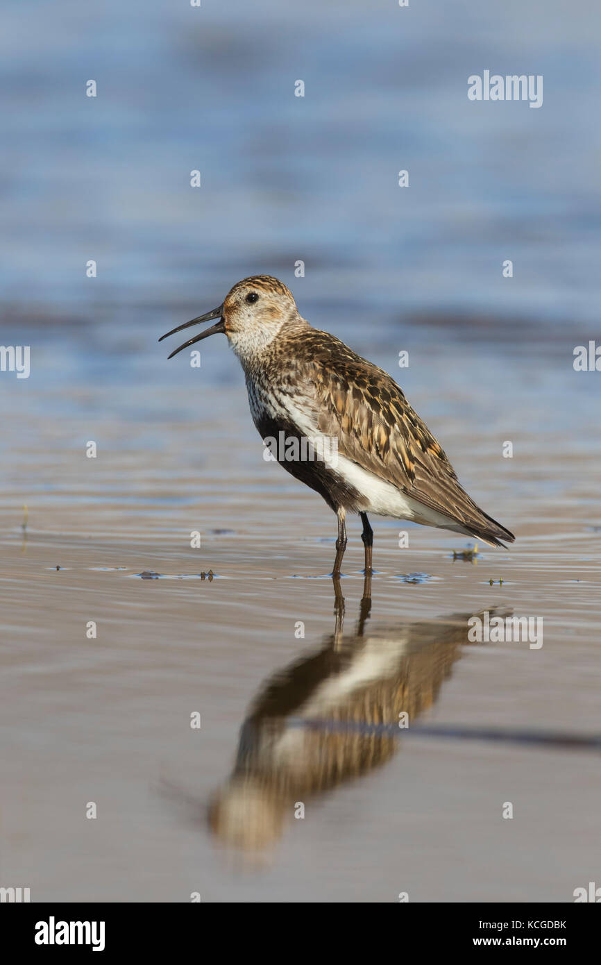 Dunlin (Calidris alpina) calling in breeding plumage in summer Stock ...