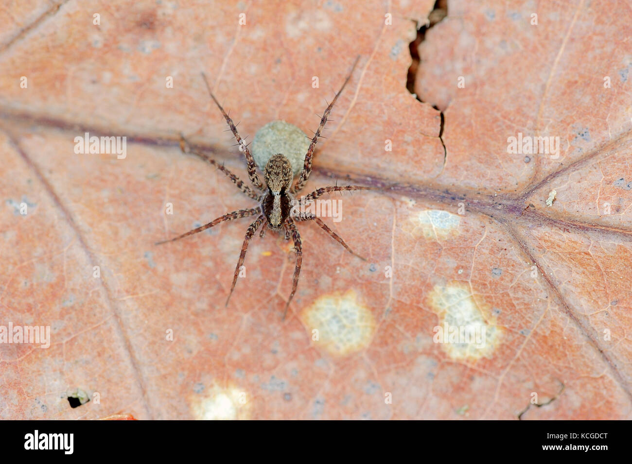Trauerwolfspinne hi-res stock photography and images - Alamy