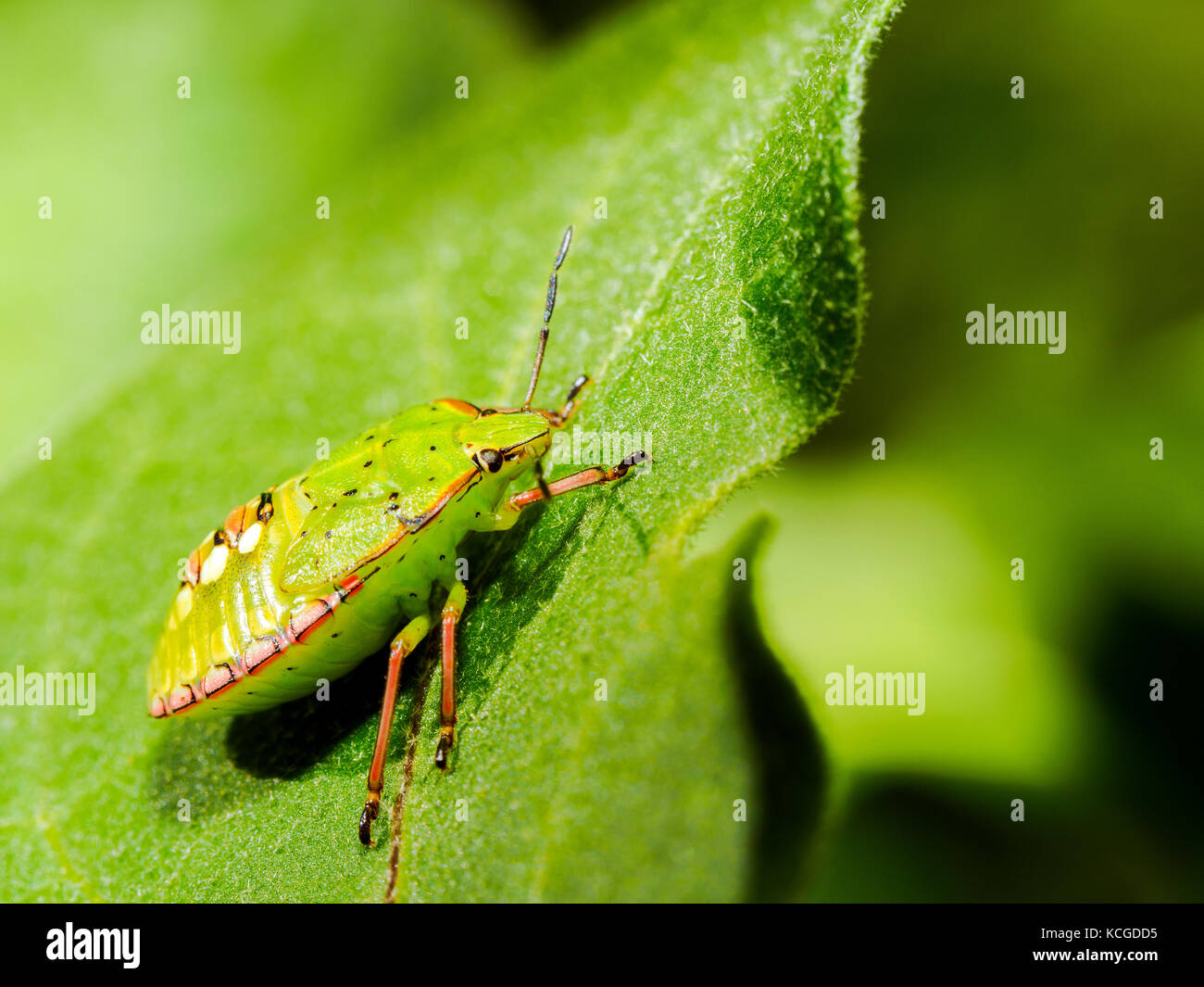 Nezara viridula green stink bug hi-res stock photography and images - Alamy