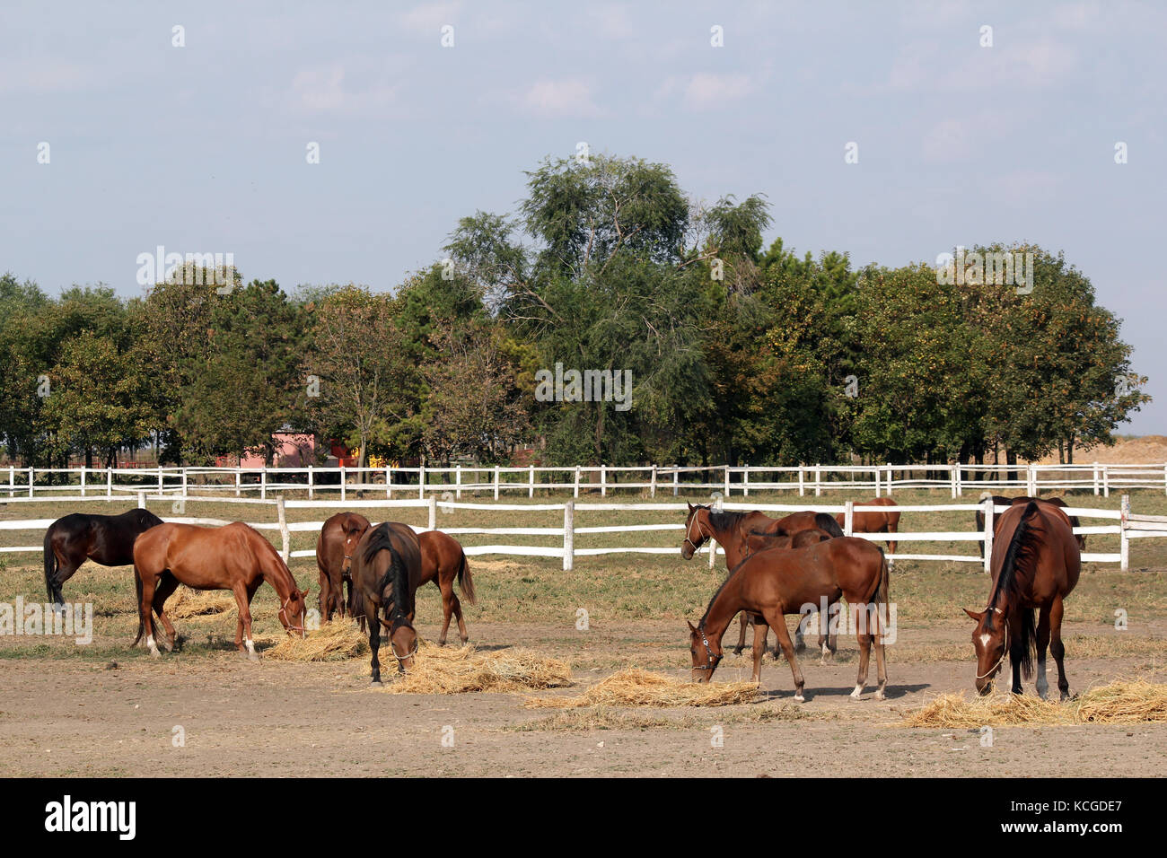 horses eat hay on ranch Stock Photo - Alamy