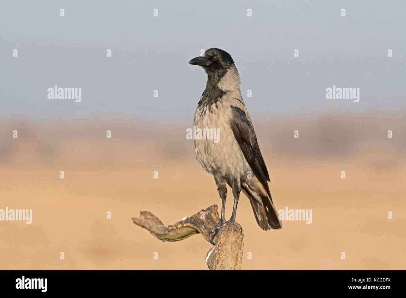 Hooded Crow Corvus cornix Hortobagy National Park Hungary January Stock ...